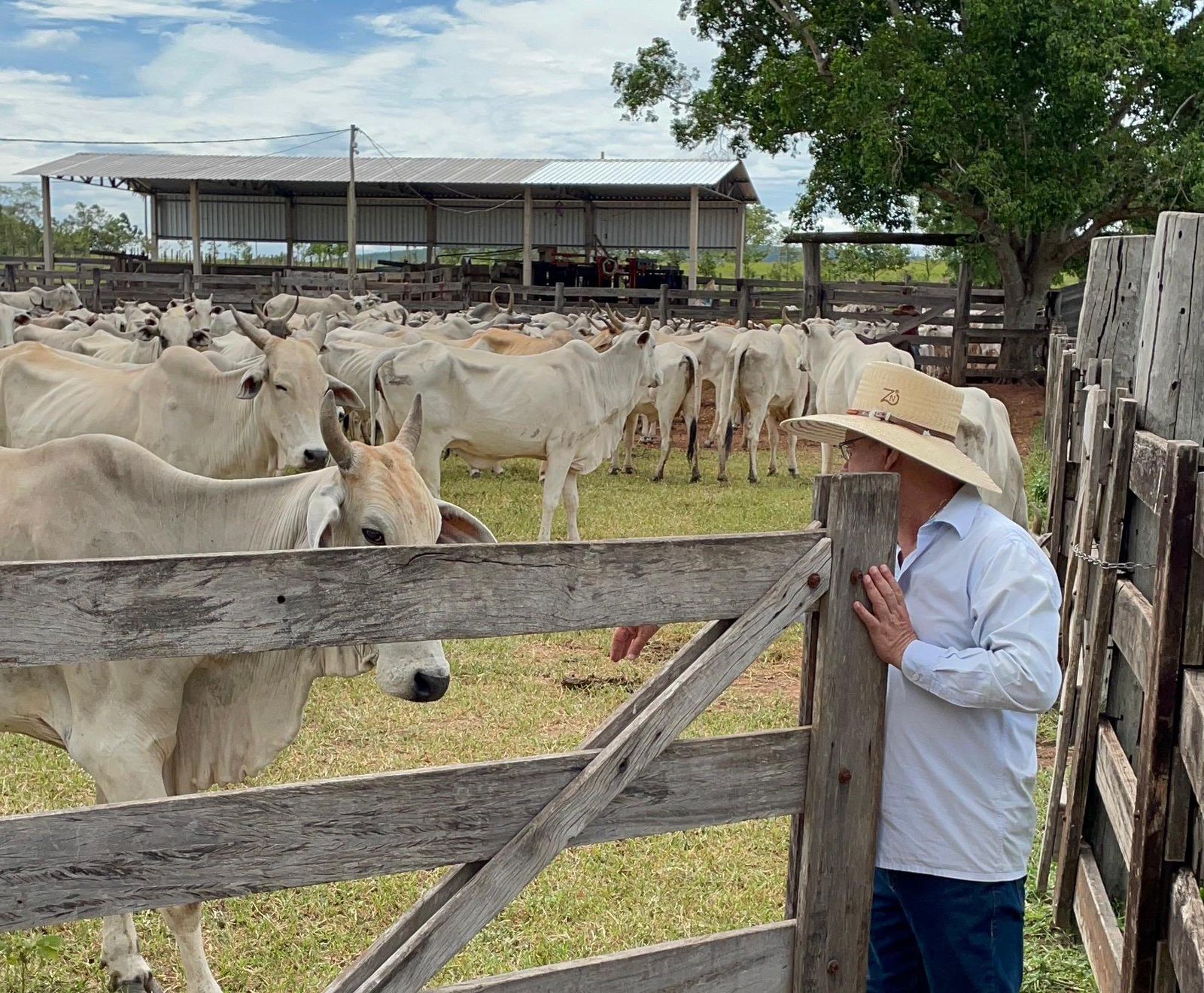 Reconhecimento internacional consolida MS como referência em sanidade ...
